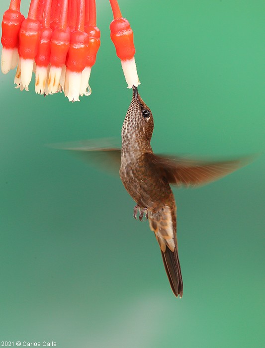 Inca bronceado / Bronzy Inca