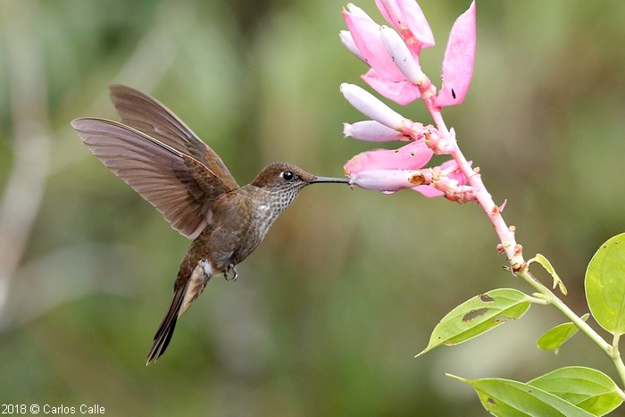 Inca bronceado / Bronzy Inca