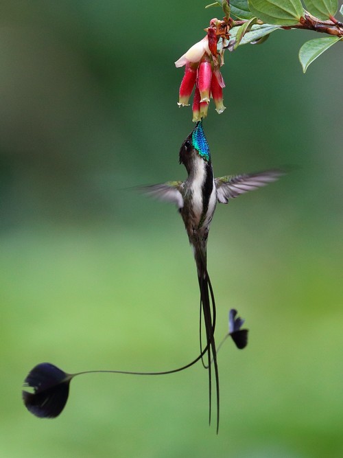 Colibri Maravilloso / Marvelous Spatuletail / Loddigesia mirabilis
