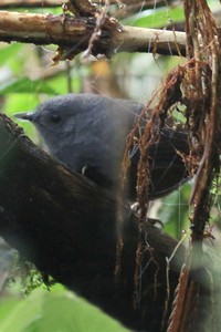 Tapaculos & Crescentchest of Peru