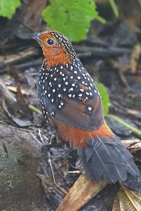 Tapaculos & Crescentchest of Peru
