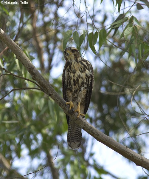 Gavilan acanelado / Harris’s Hawk (Parabuteo unicinctus)