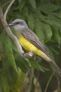 Aves de Lima - Guia fotográfica