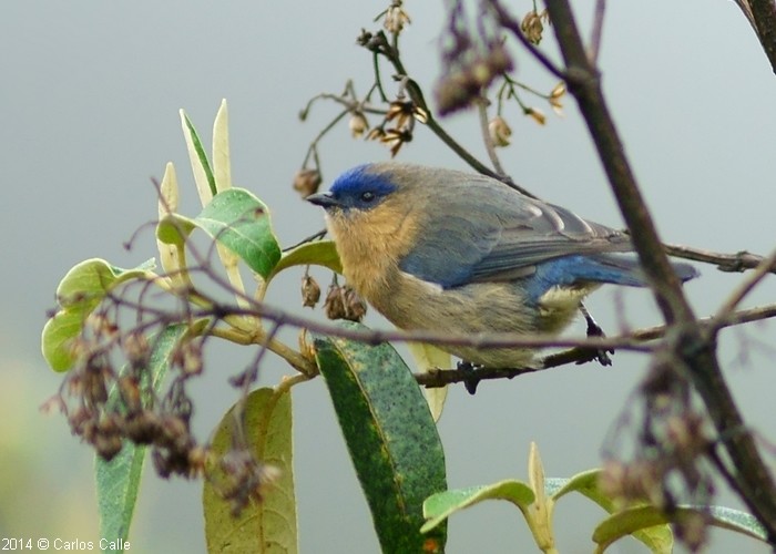 Azulito altoandino / Tit-like Dacnis (Xenodacnis parina)