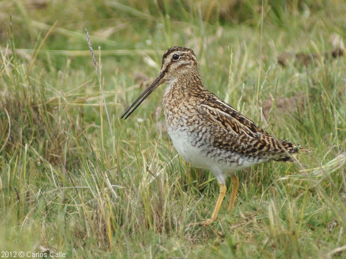 Becasina de la puna / Puna Snipe (Gallinago andina)