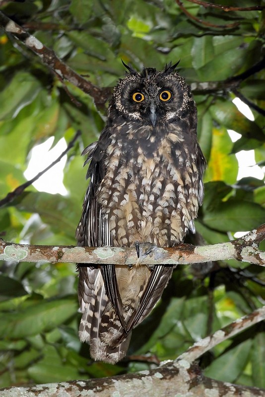 Buho Estigio / Stygian Owl (Asio stygius)