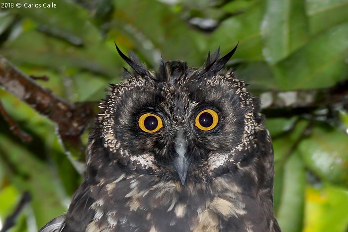 Buho Estigio / Stygian Owl (Asio stygius)