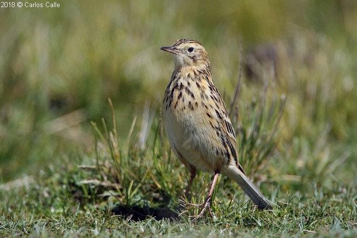 Cachirla de pico corto / Short-billed Pipit (Anthus furcatus)