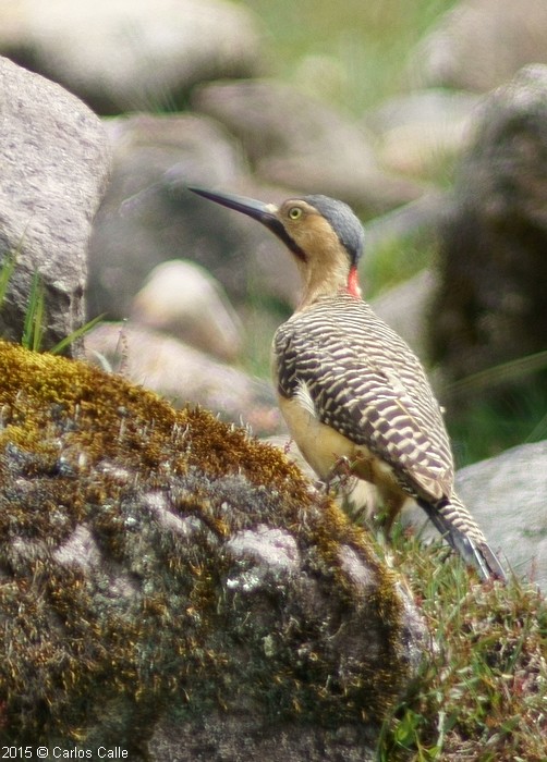 Carpintero andino del sur / Southern Andean Flicker (Colaptes rupicola ...