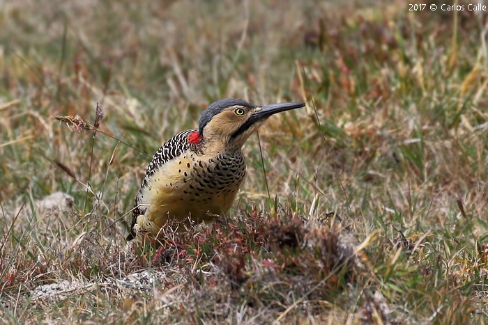 Carpintero andino del sur / Southern Andean Flicker (Colaptes rupicola ...