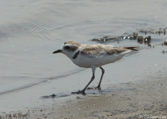 Chorlo nevado / Snowy Plover (Charadrius nivosus)