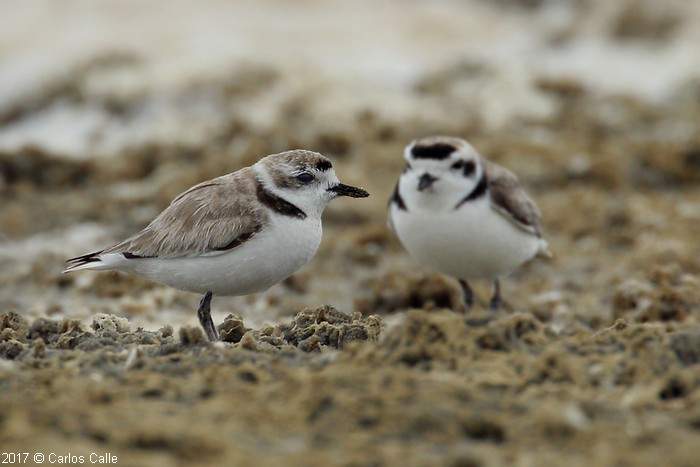Chorlo nevado / Snowy Plover (Charadrius nivosus)