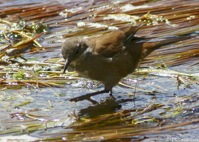 Churrete de ala blanca / White-winged Cinclodes (Cinclodes atacamensis)