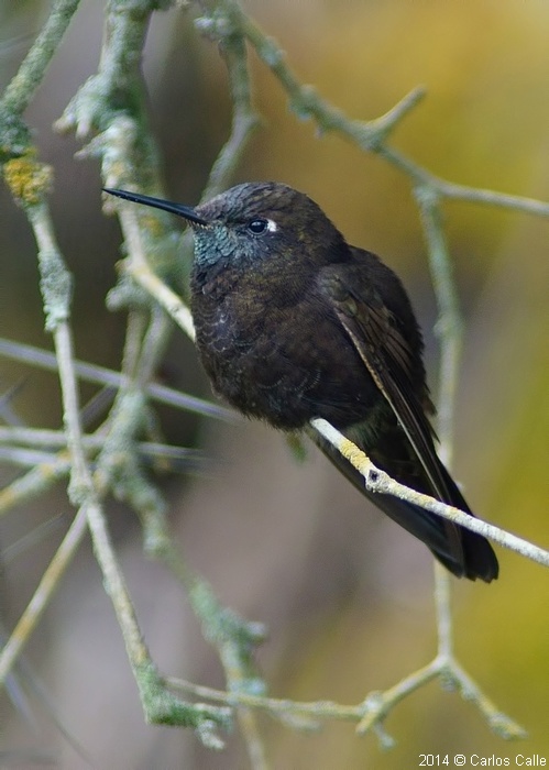 Colibri negro / Black Metaltail (Metallura phoebe)