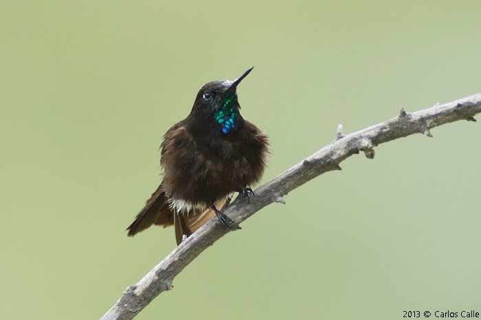 Colibri negro / Black Metaltail (Metallura phoebe)