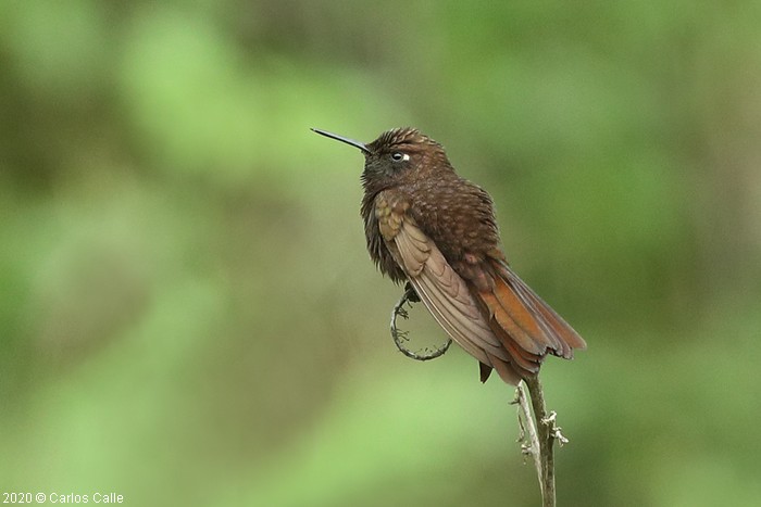 Colibri negro / Black Metaltail (Metallura phoebe)