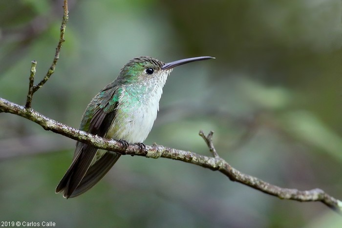 Colibrí Verde y Blanco / Green-and-white Hummingbird (Elliotomyia ...