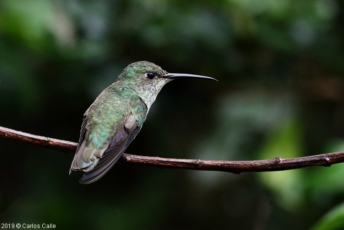 Colibrí Verde y Blanco / Green-and-white Hummingbird (Amazilia viridicauda)