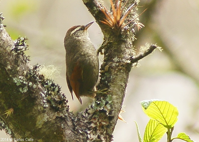 Coliespina de mejilla lineada / Line-cheeked Spinetail (Cranioleuca ...