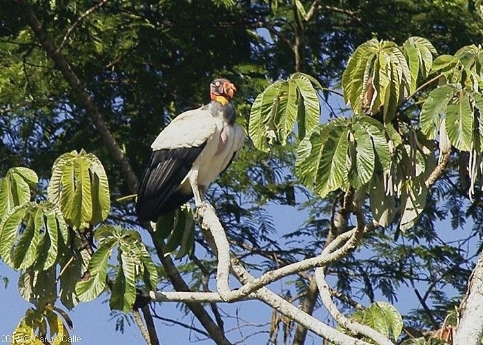 Condor de la selva / King vulture (Sarcoramphus papa)