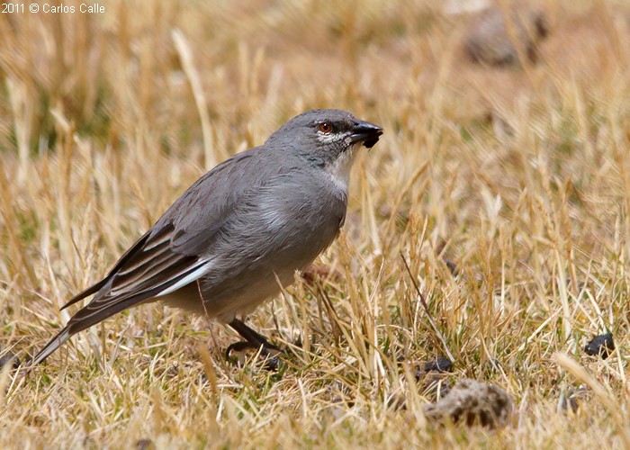 Diuca de ala blanca / White-winged Diuca-Finch