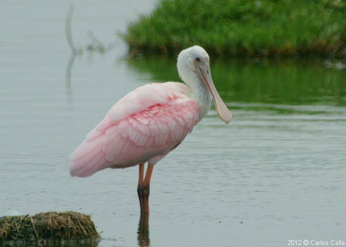 Espátula rosada / Roseate Spoonbill (Platalea ajaja)