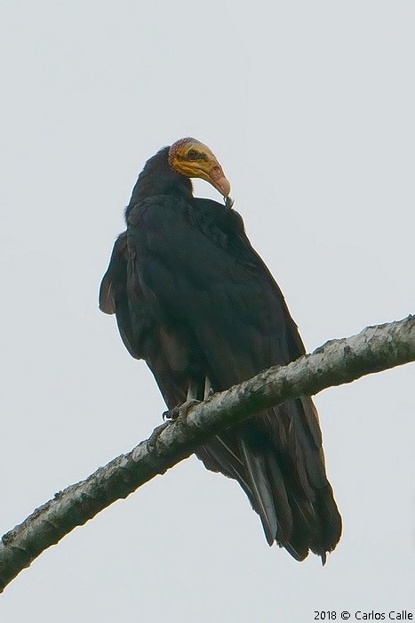 Gallinazo de Cabeza Amarilla Mayor / Greater Yellow-headed Vulture ...
