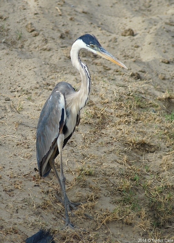 Garza Cuca / Cocoi Heron (Ardea cocoi)