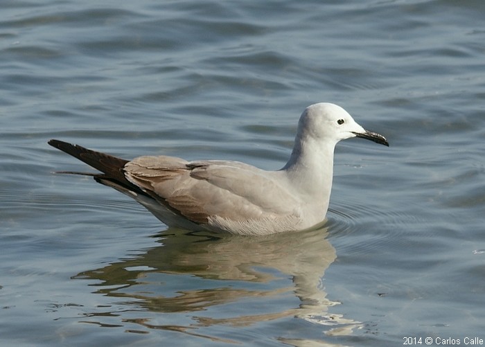 Gaviota gris / Grey Gull (Larus modestus)