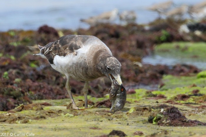 Gaviota peruana / Belcher’s Gull (Larus belcheri)