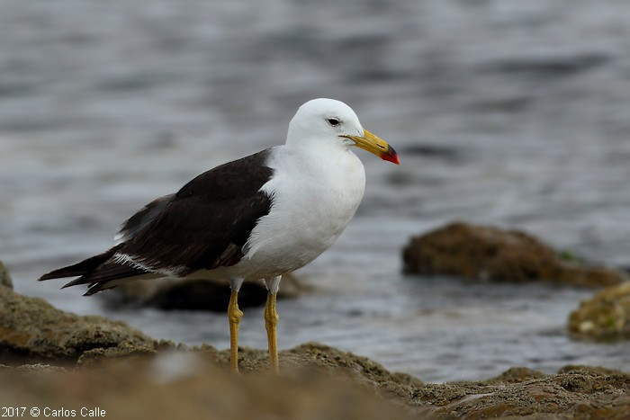 Gaviota peruana / Belcher’s Gull (Larus belcheri)