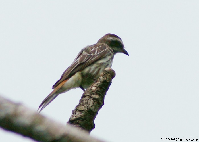 Mosquero variegado / Variegated Flycatcher (Empidonomus varius)
