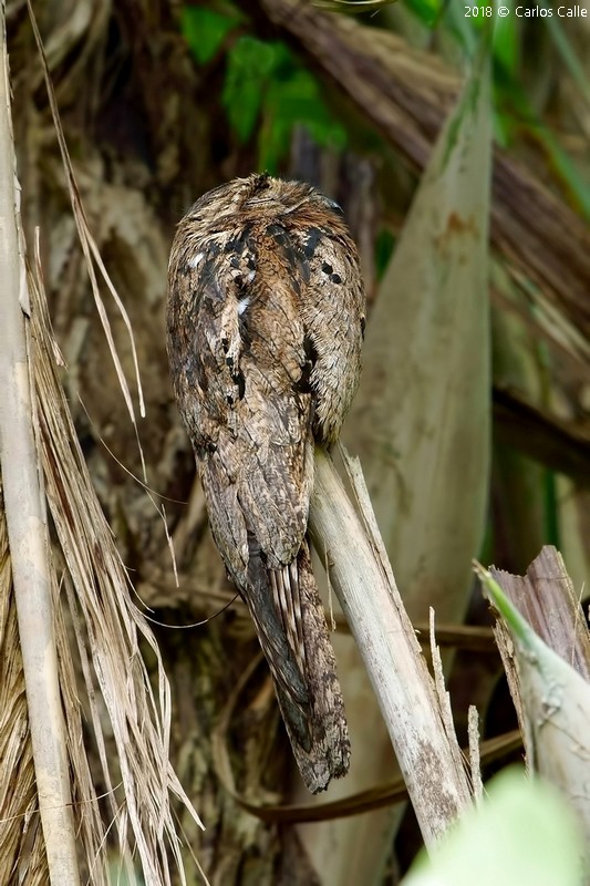Nictibio Comun / Common Potoo (Nyctibius griseus)
