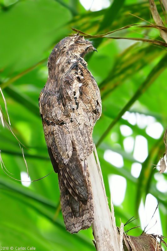 Nictibio Comun / Common Potoo (Nyctibius griseus)