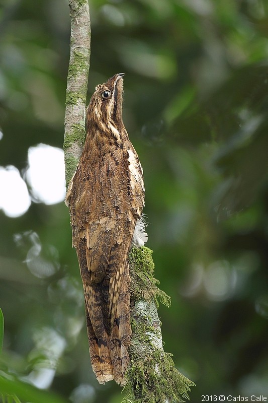 Nictibio de cola larga / Long-tailed Potoo (Nyctibius aethereus)