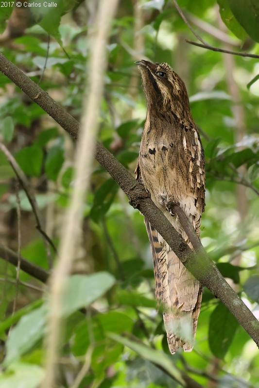 Nictibio de cola larga / Long-tailed Potoo (Nyctibius aethereus)