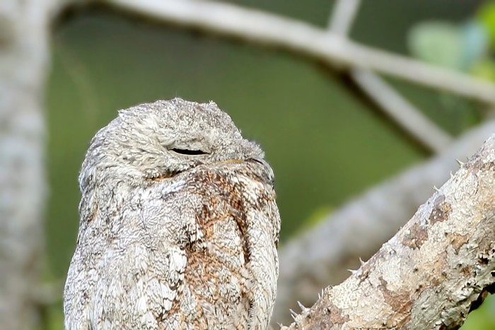 Nictibio Grande / Great Potoo (Nyctibius grandis)
