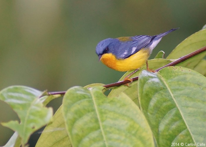 Parula tropical / Tropical Parula (Setophaga pitiayumi)