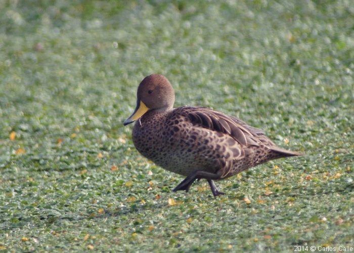 Pato Jergon / Yellow-billed Pintail (Anas georgica)