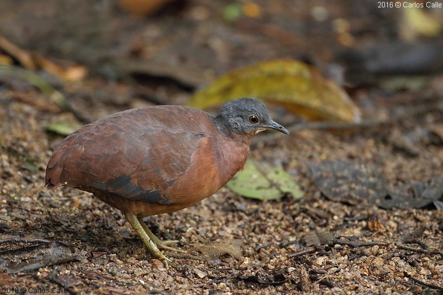 Perdiz chica / Little Tinamou (Crypturellus soui nigriceps)