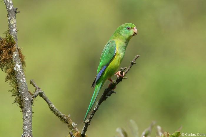 Perico cordillerano / Mountain Parakeet (Psilopsiagon aurifrons)