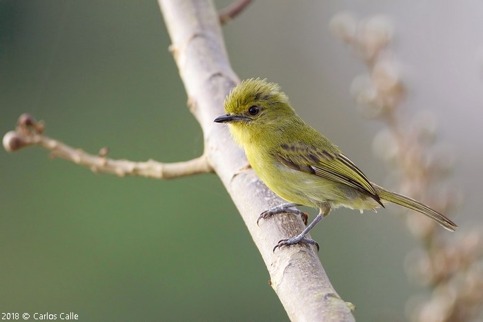 Pico-Ancho de Pecho Amarillo / Yellow-breasted Flycatcher / Ochre-lored ...