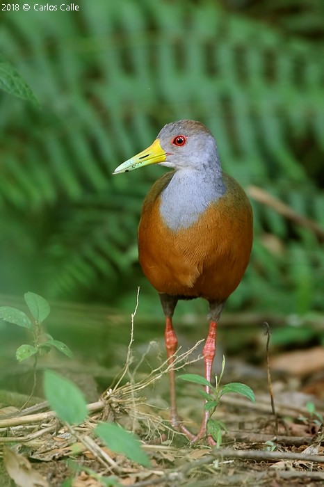 Rascon montes de cuello gris / Grey-necked Wood-rail (Aramides cajanea)