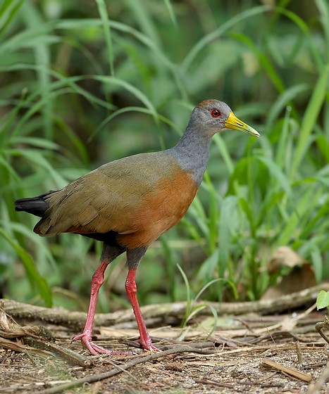 Rascon montes de cuello gris / Grey-necked Wood-rail (Aramides cajanea)