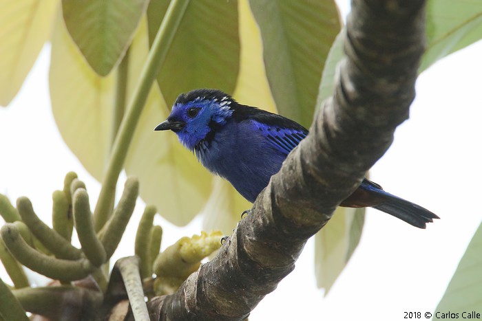 Tangara de Lomo Opalino / Opal-rumped Tanager (Tangara velia)