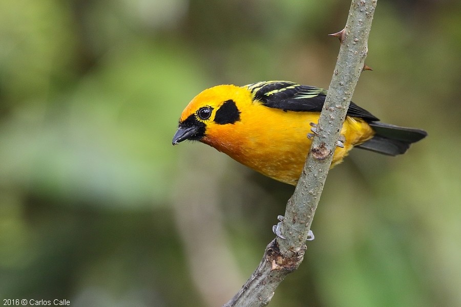 Tangara dorada / Golden Tanager