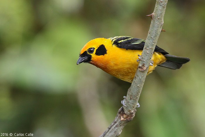 Perú Tanagers