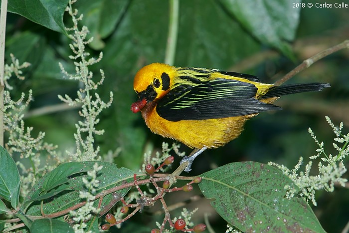 Tangara dorada / Golden Tanager