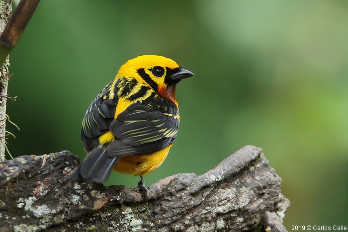 Tangara dorada / Golden Tanager