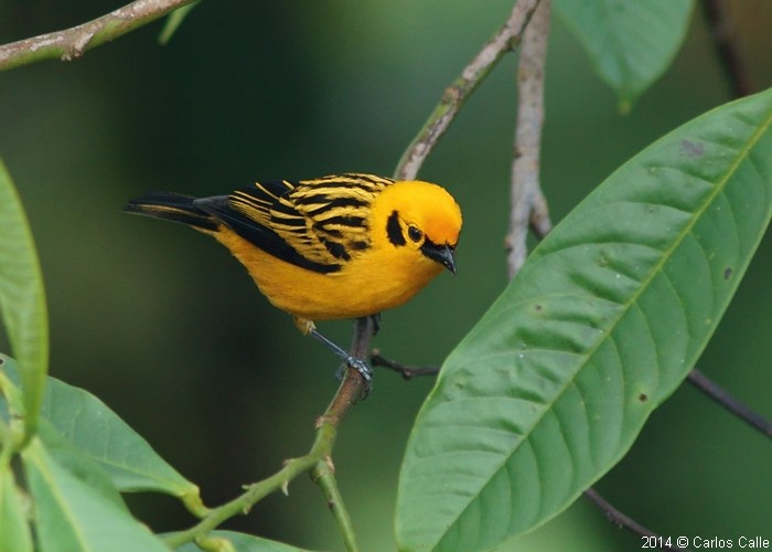 Tangara dorada / Golden Tanager